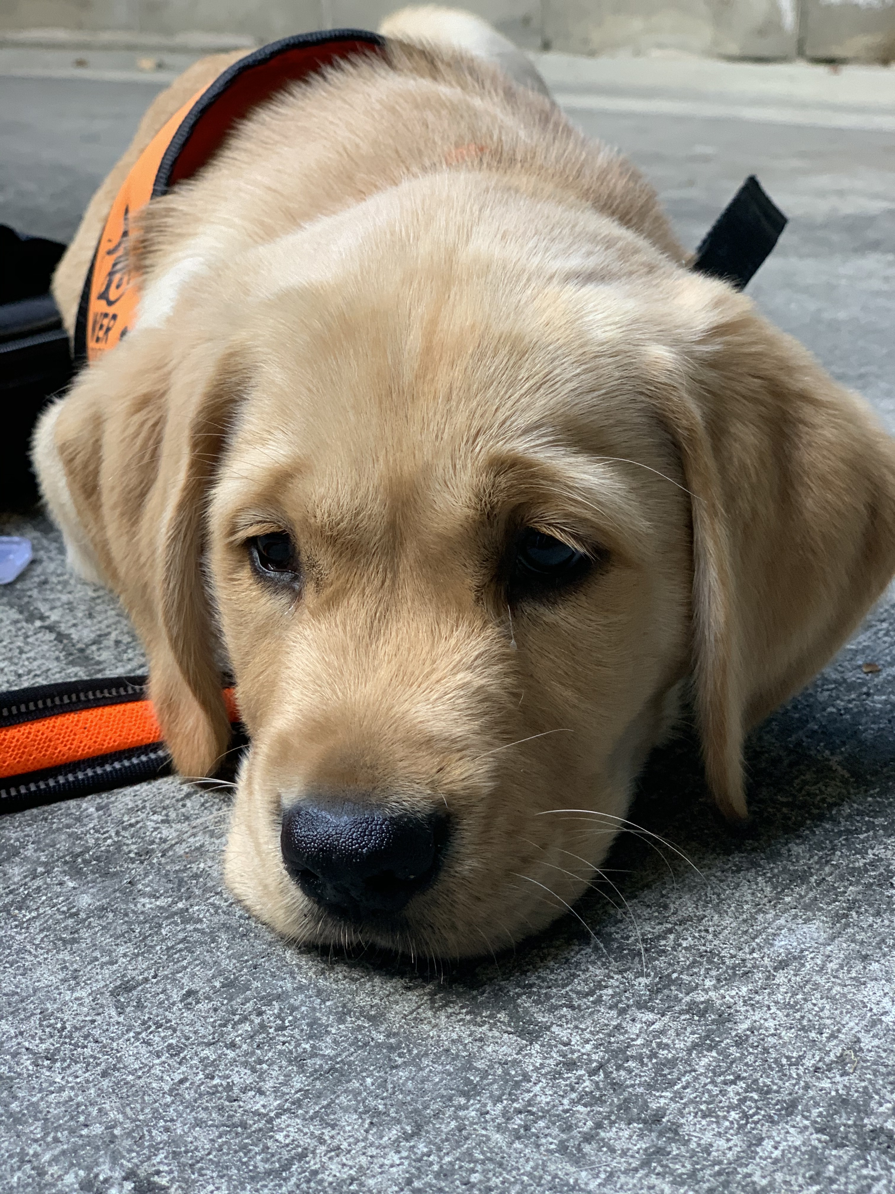 Assistance-Dogs-Queensland-Empower Assistance Dogs