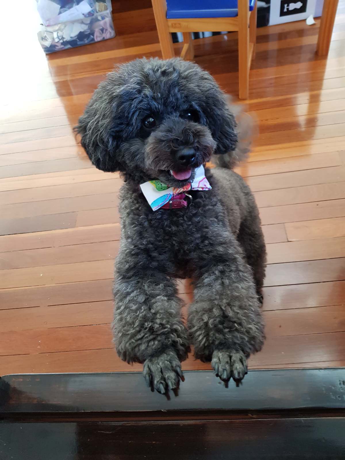 Meet Our Breeding Dogs- Empower Assistance Dogs