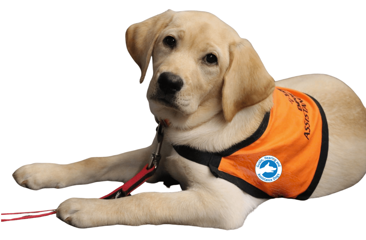 Helpful Resources - Empower Assistance Dogs