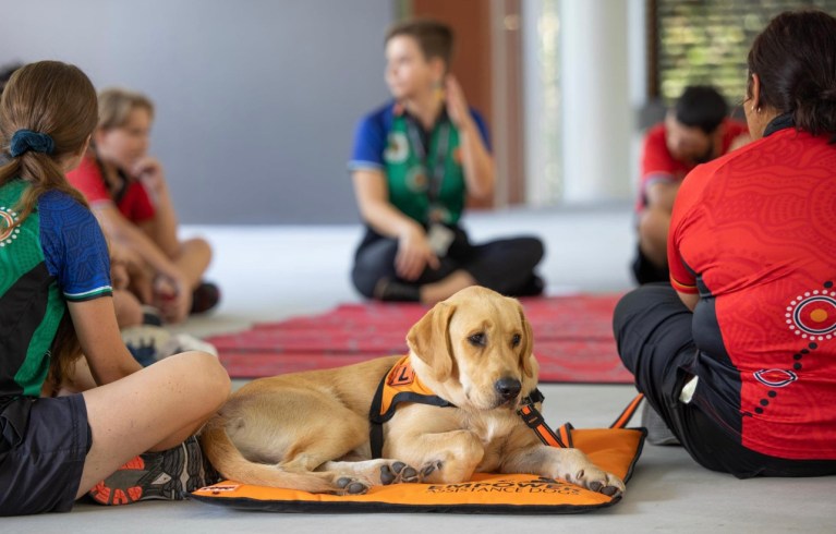 Therapy & Facility Dogs - Empower Assistance Dogs