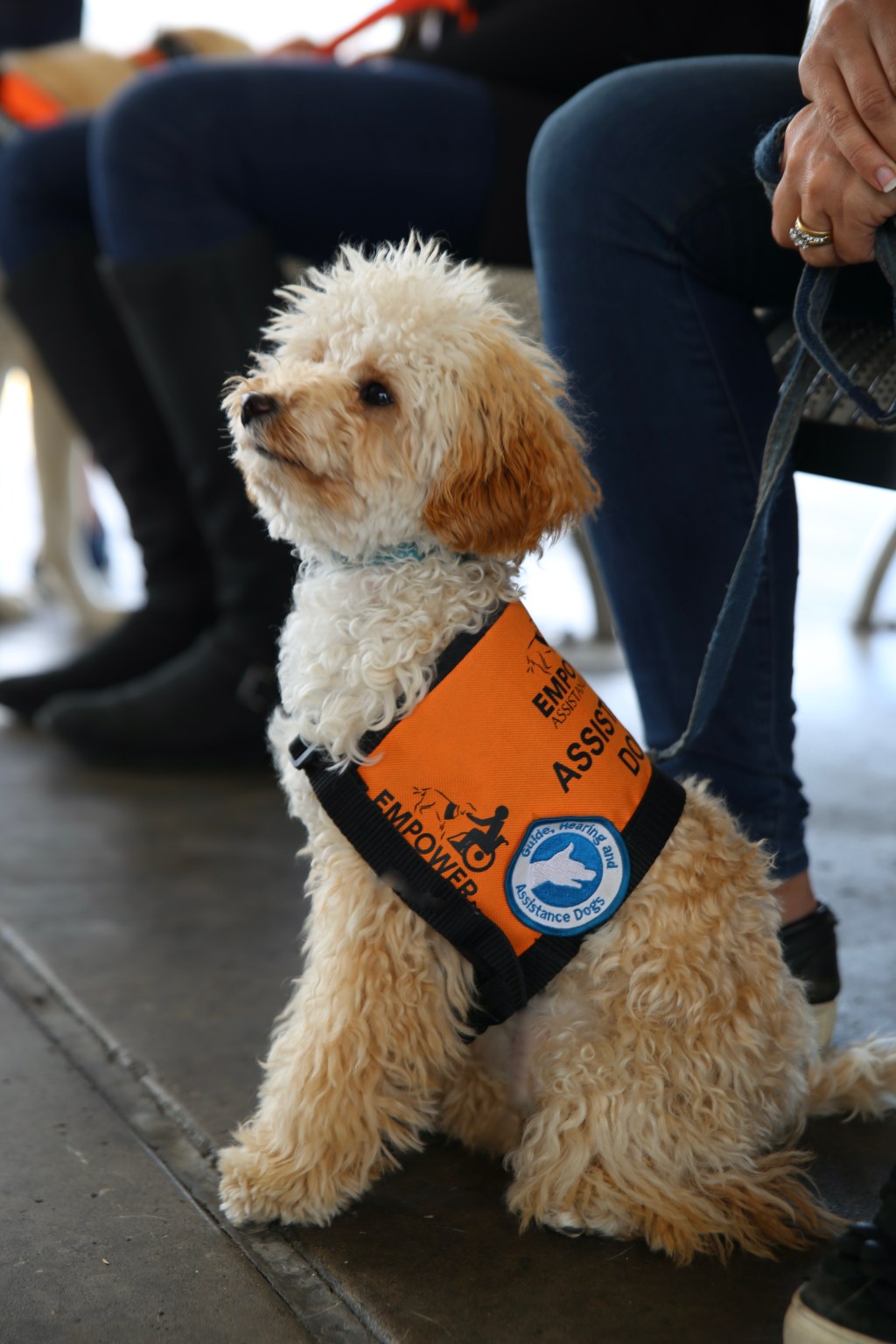 Assistance-Dogs-Queensland-Empower Assistance Dogs