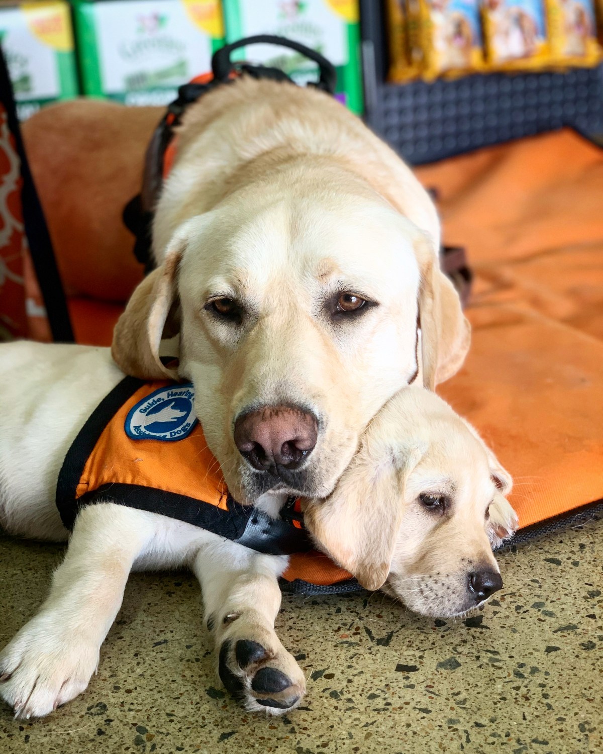 Assistance-Dogs-Queensland-Empower Assistance Dogs