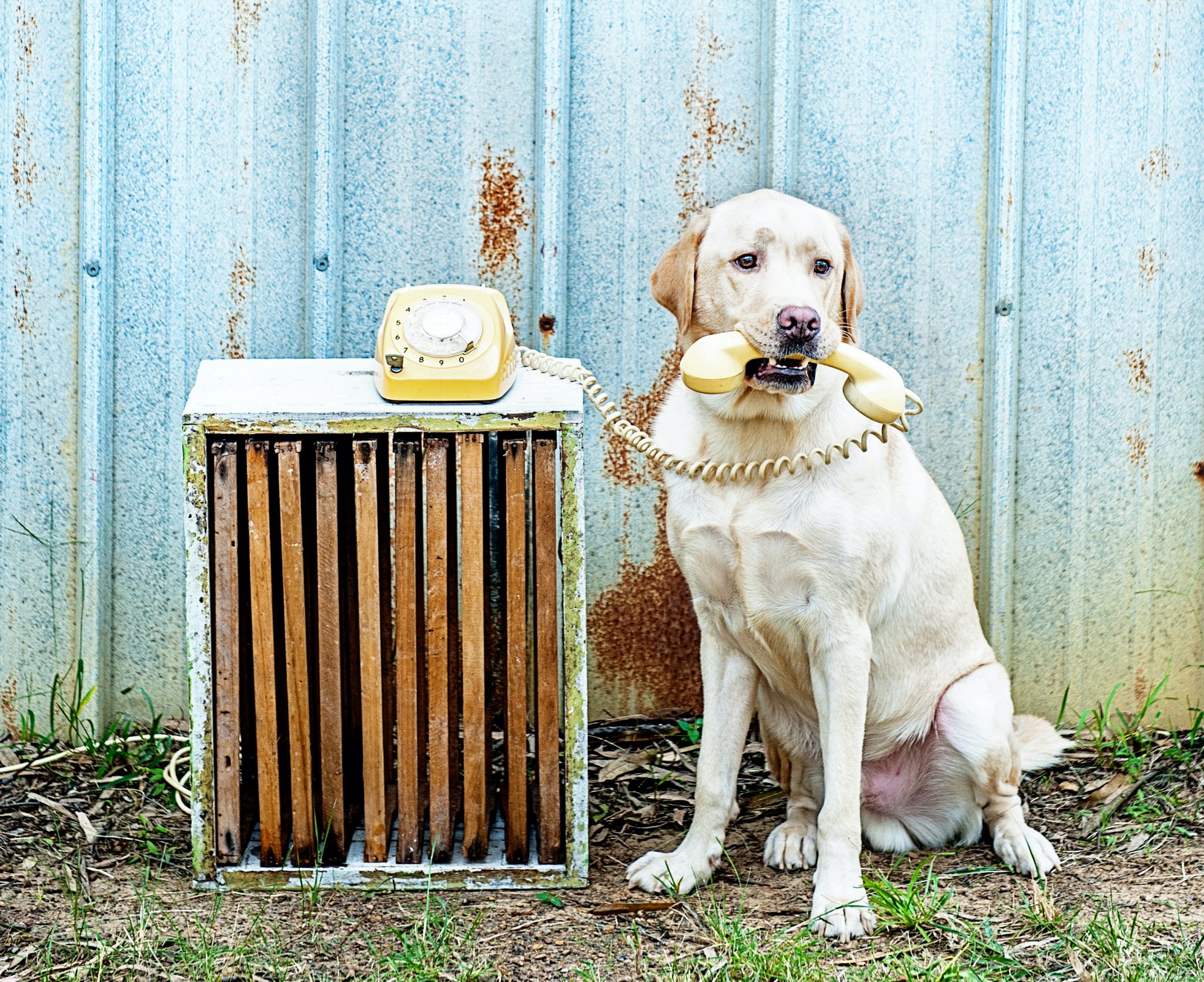 Contact – Empower Assistance Dogs