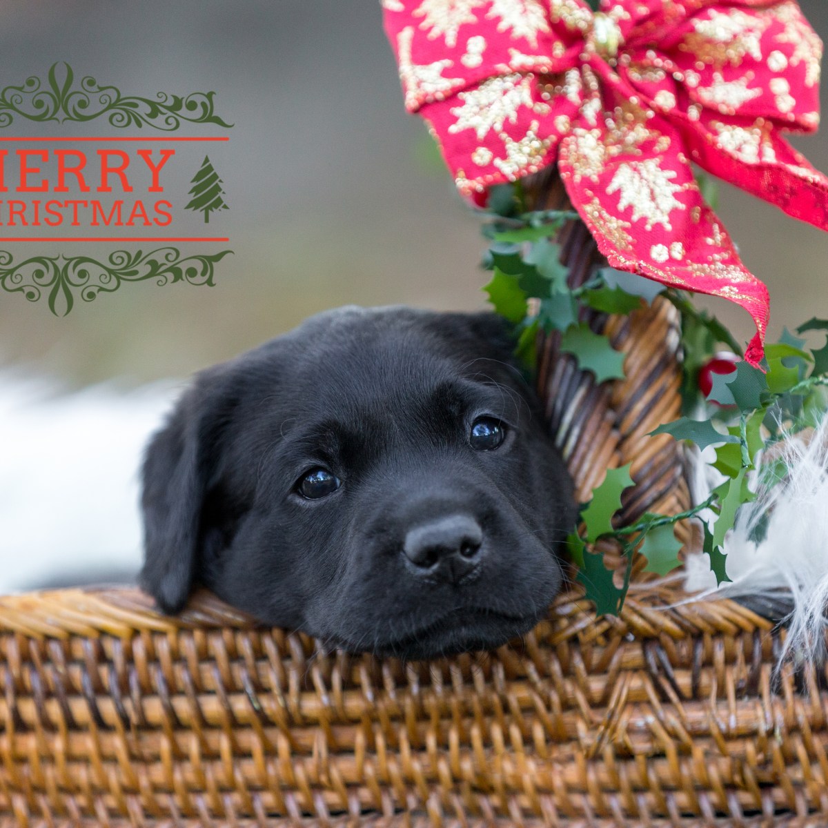 Shop - Empower Assistance Dogs