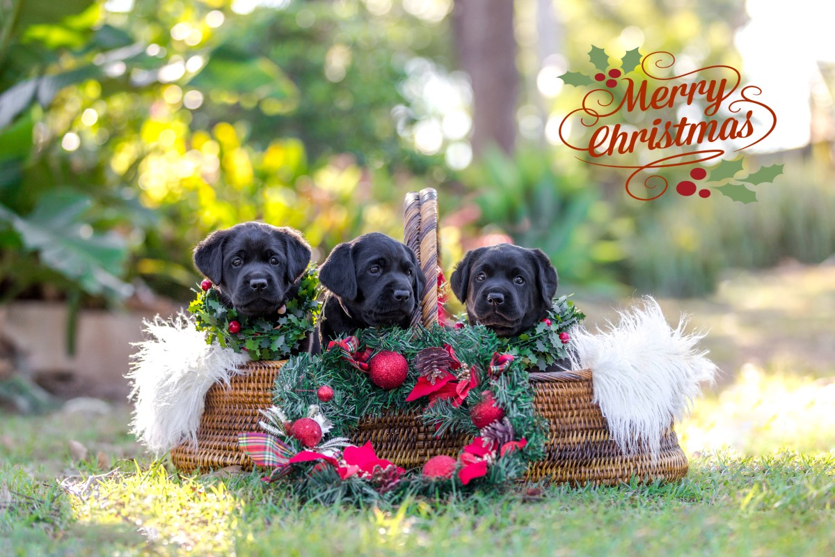 Empower Assistance Dog Christmas Cards - Empower Assistance Dogs